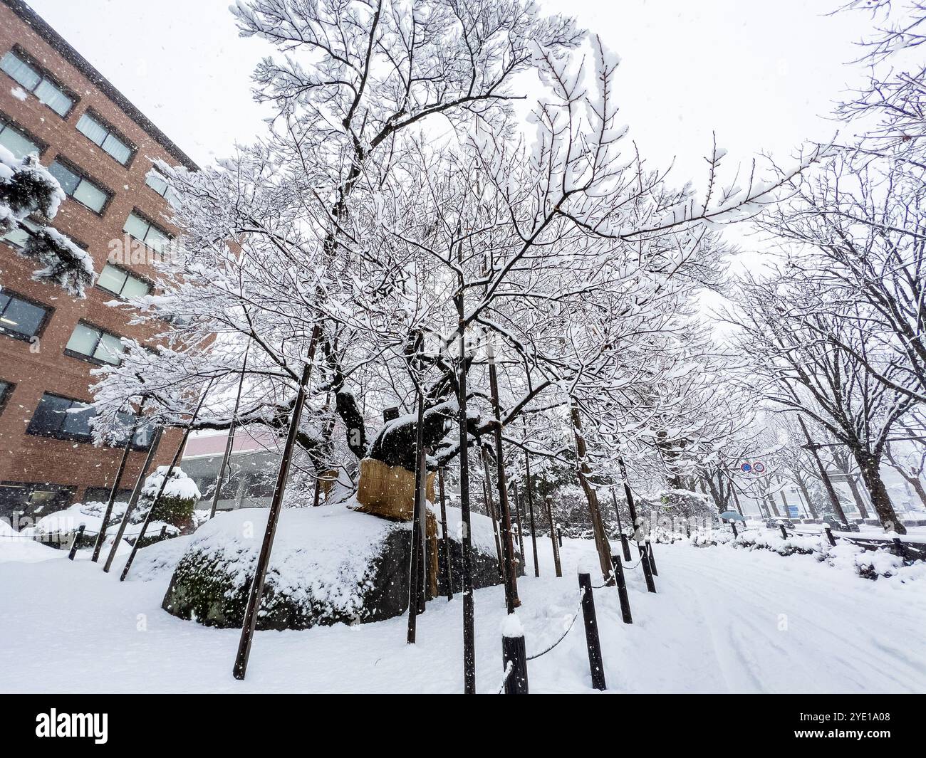 The Rock-Breaking or Rock-Splitting Cherry Tree (Ishiwarizakura ...