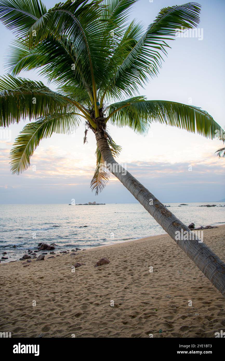 A palm tree surrounded by small granite rocks on the beach in Sanya ...