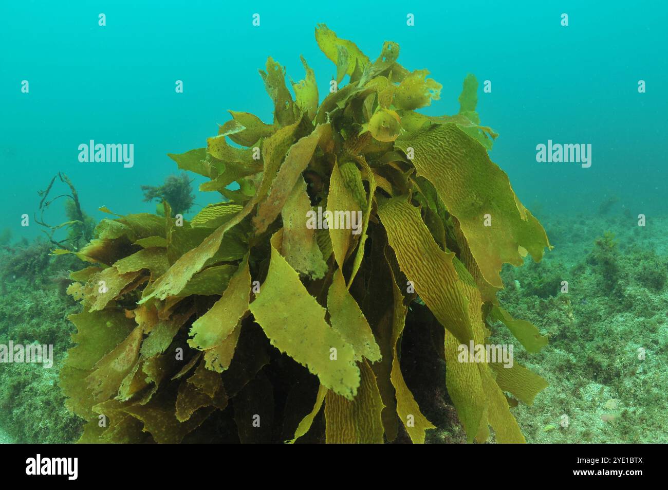 Tangled fronds of brown seaweed Ecklonia radiata in shallow murky bay ...