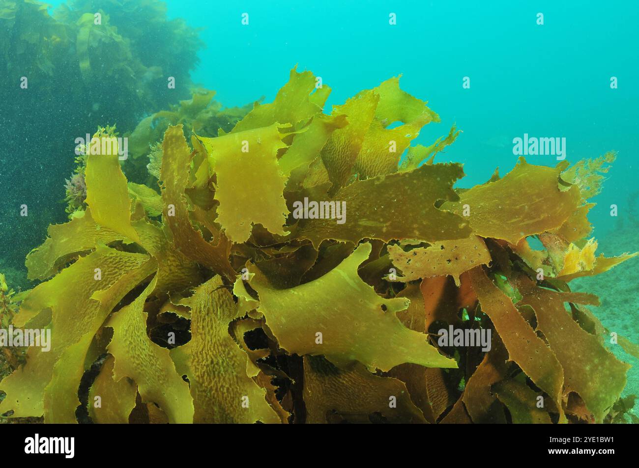 With brown algae hi-res stock photography and images - Alamy