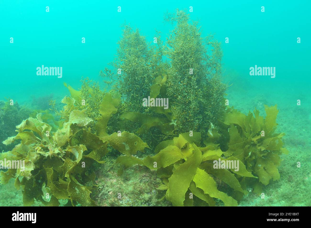 Various seaweeds in ambient light on bottom of murky shallow bay ...