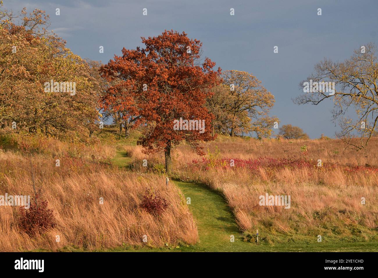 A lone tree with vibrant red foliage stands amidst a field of tall ...