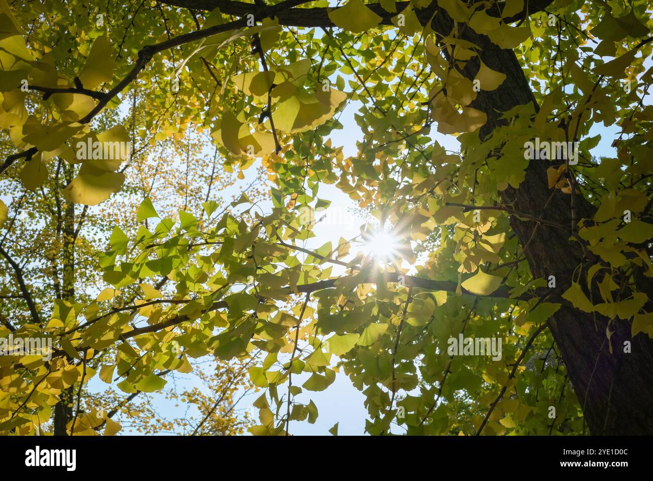Vibrant yellow leaves hi-res stock photography and images - Alamy