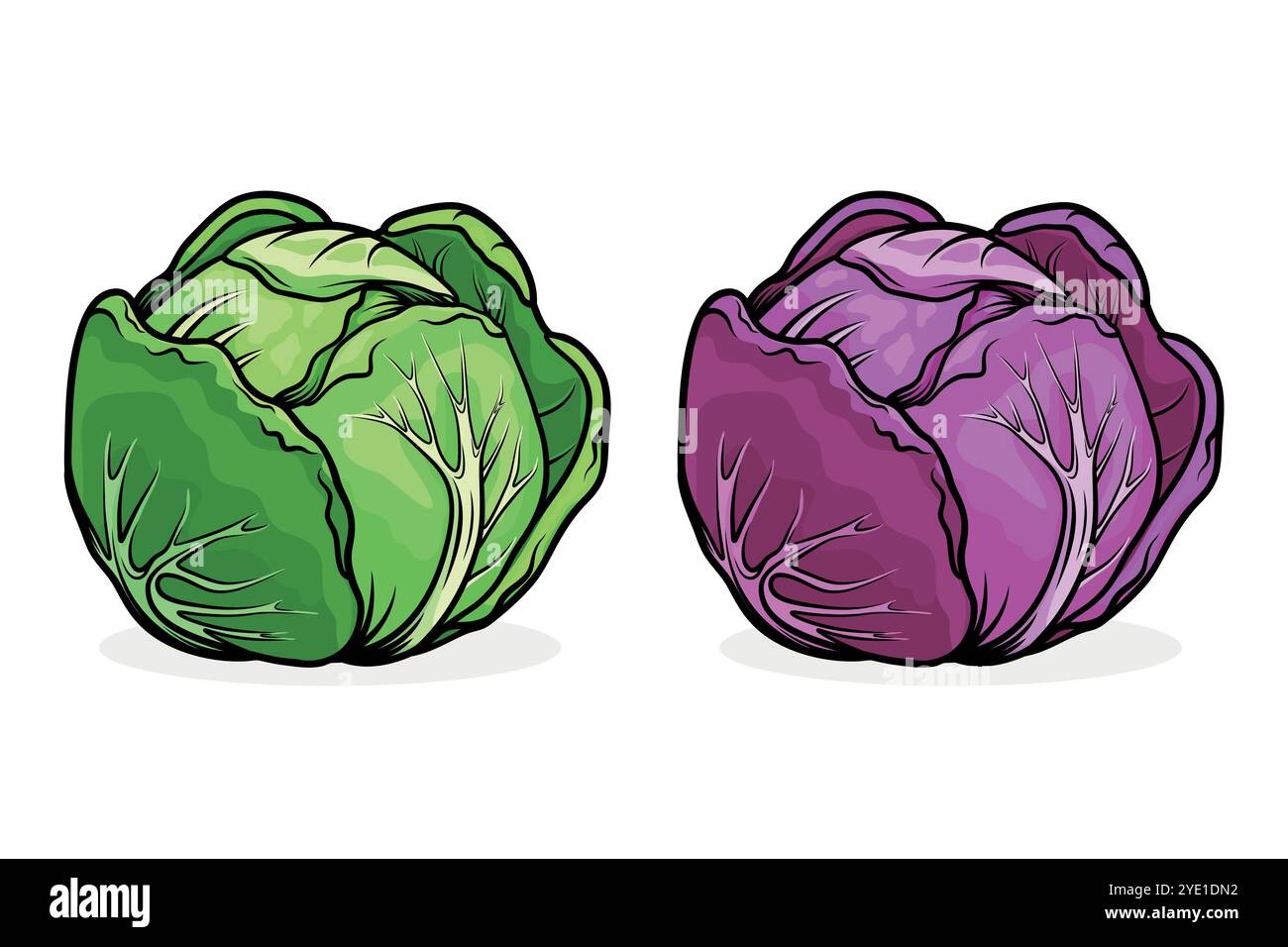 Vector Flat Cartoon Style Colorful Cabbage Set. Detailed Green and ...