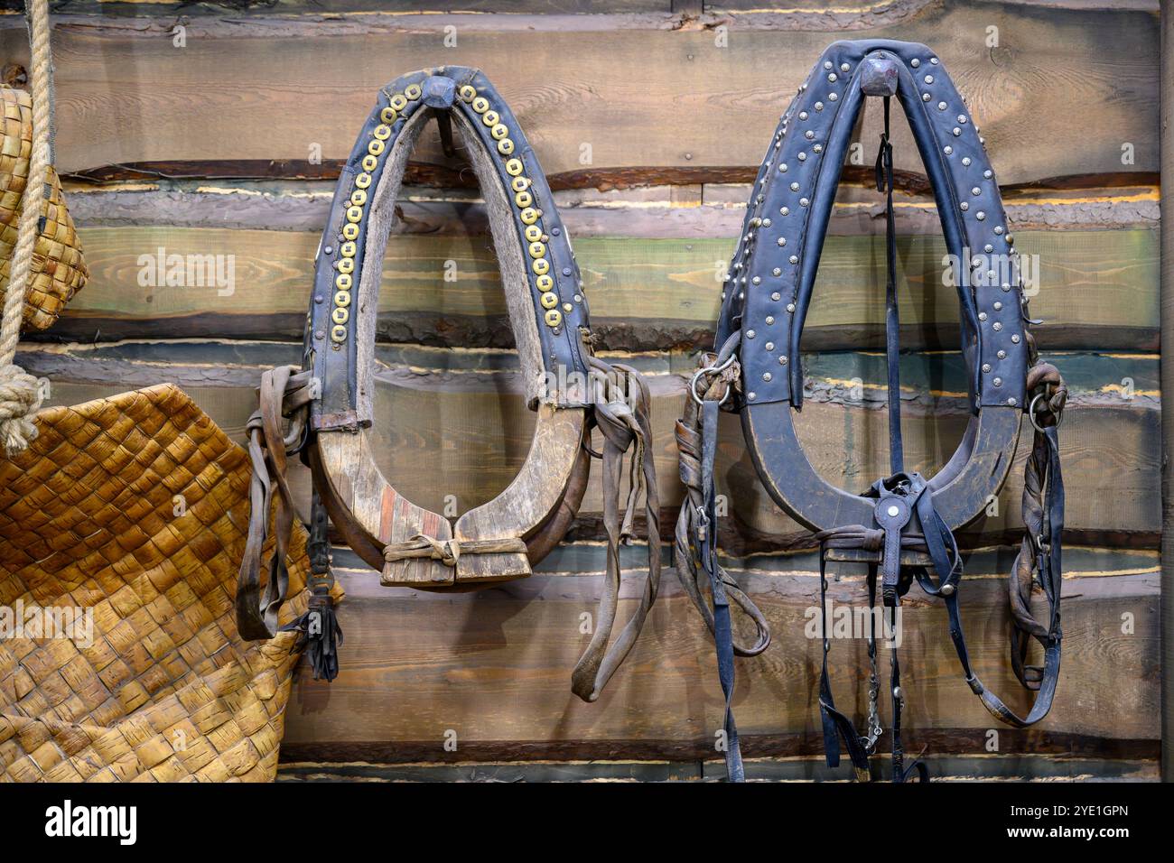 Antique horse collars and leather harness hang on the wooden wall Stock ...