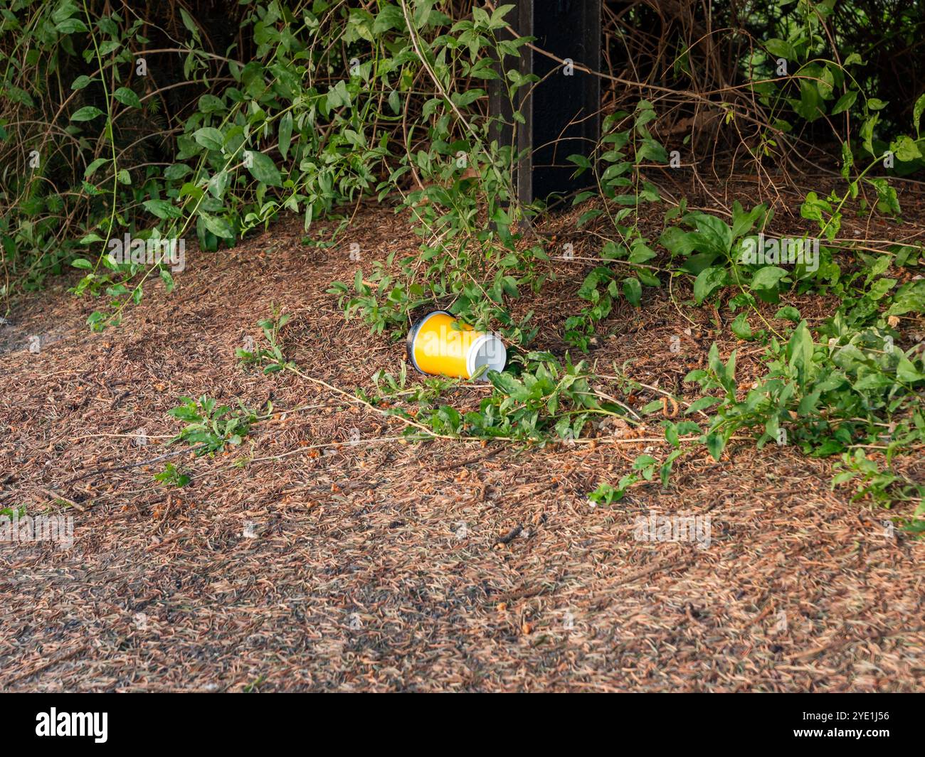 To go coffee cup thrown away in the nature. The plastic takeaway cup is ...
