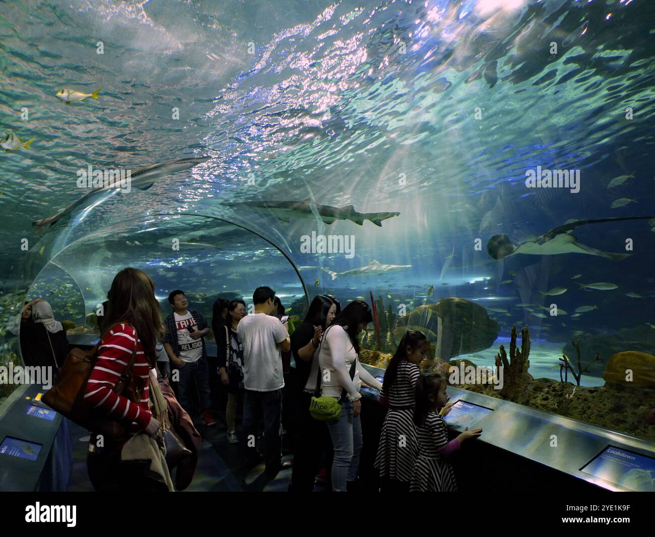 Ripley’s aquarium hi-res stock photography and images - Alamy