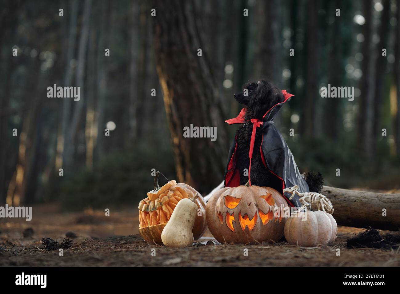 black poodle sits with Halloween decorations, including pumpkins and a ...