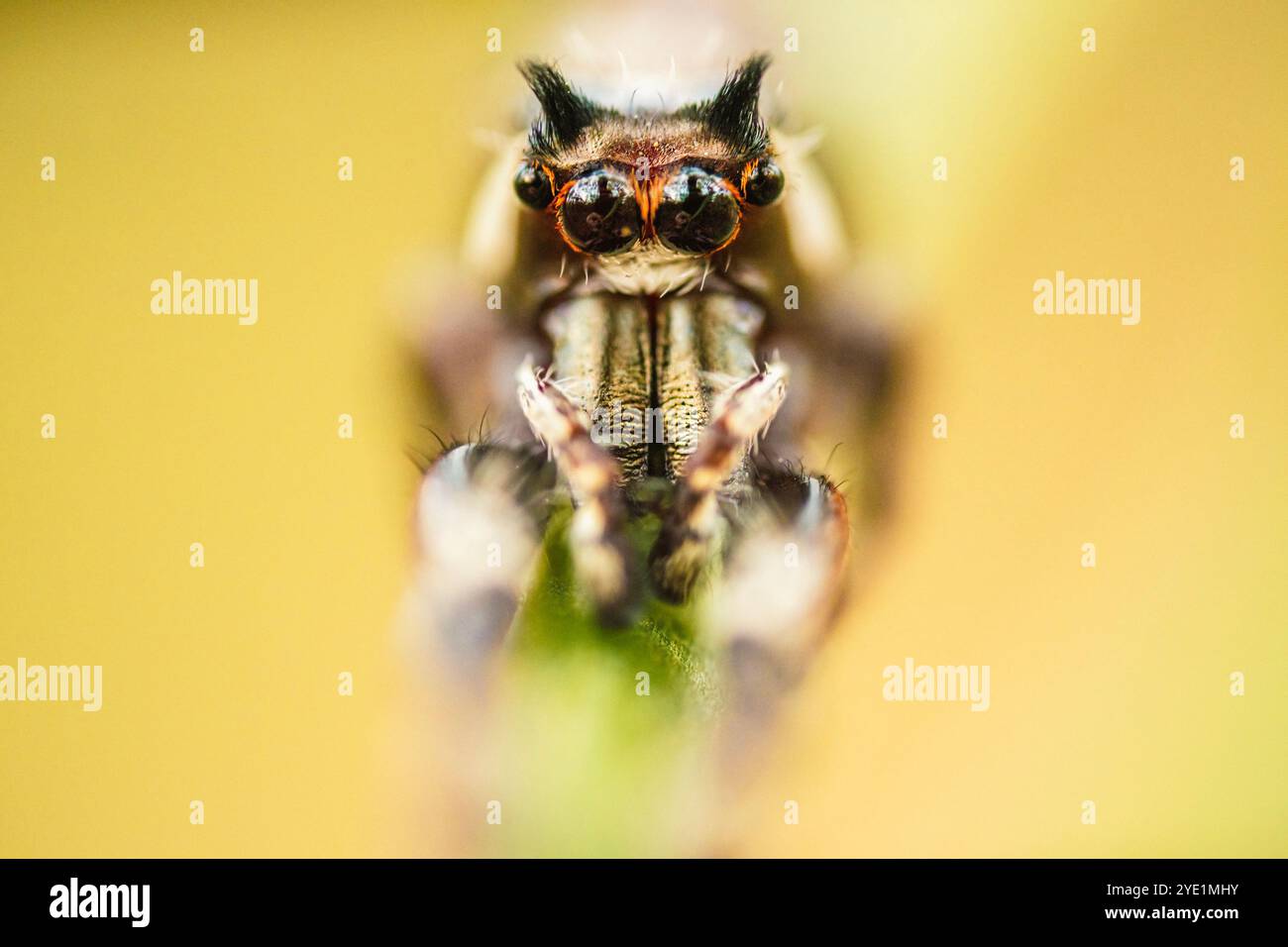 Eyebrowed Jumping Spiders are a fascinating group of spiders known for ...