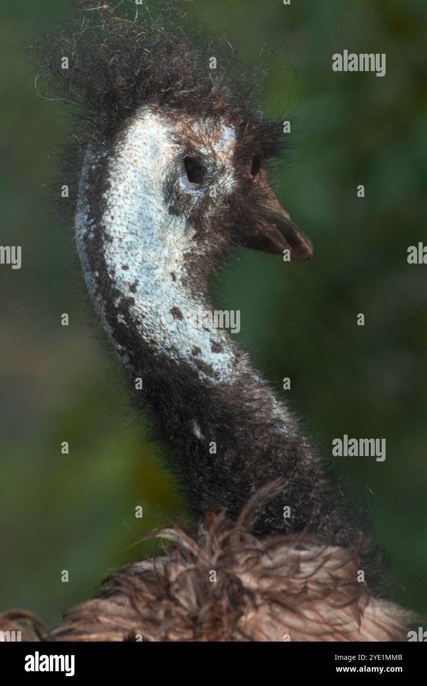 Ear of an Emu - Close-up Portrait of a Wild Bird with Fiery Eyes Stock ...
