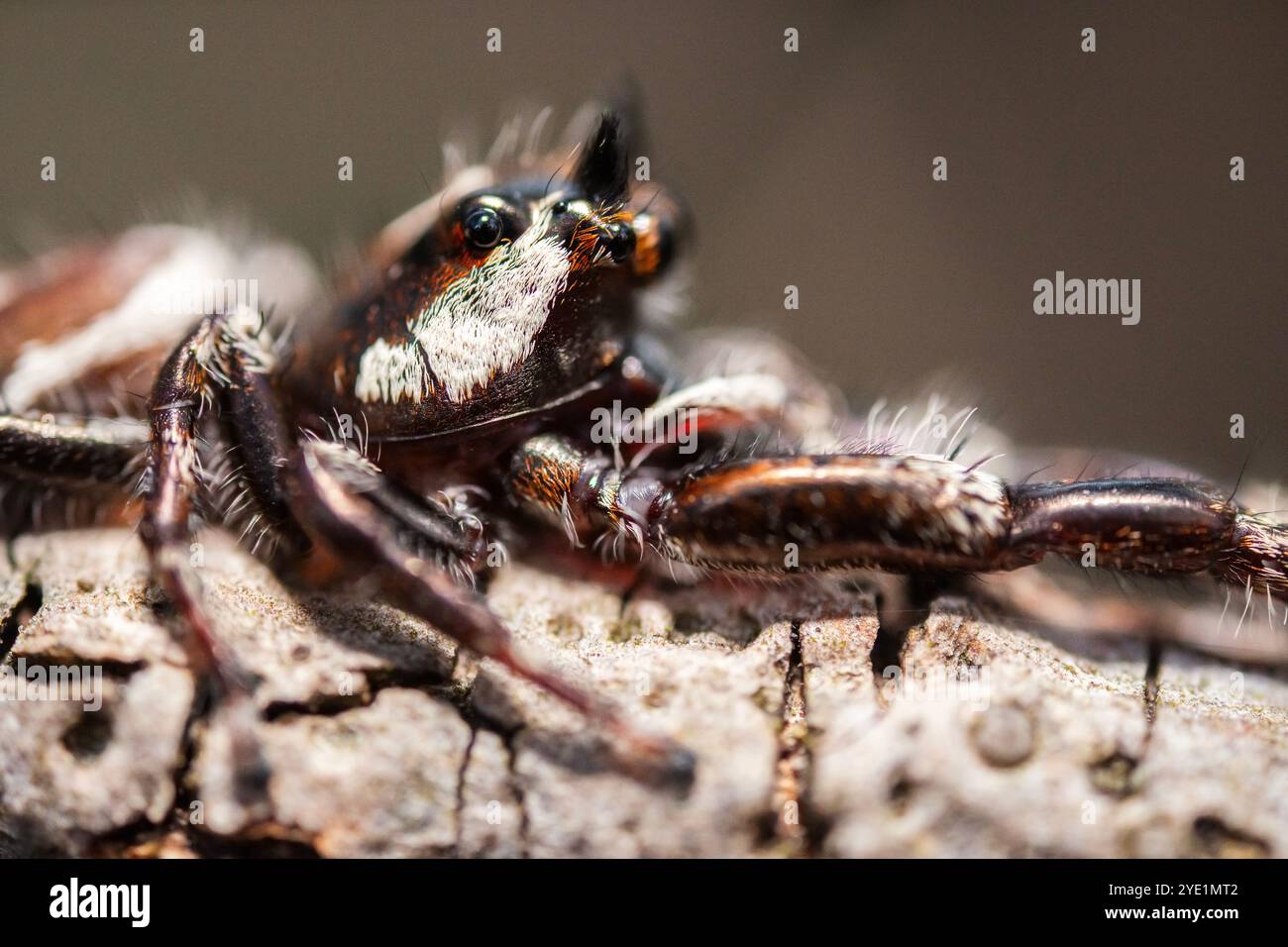 Eyebrowed jumping spider hi-res stock photography and images - Alamy