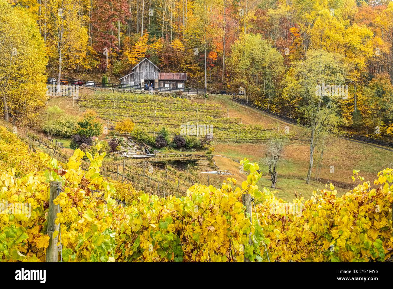 The Vineyard at High Holly, nestled in the Blue Ridge Mountains and ...