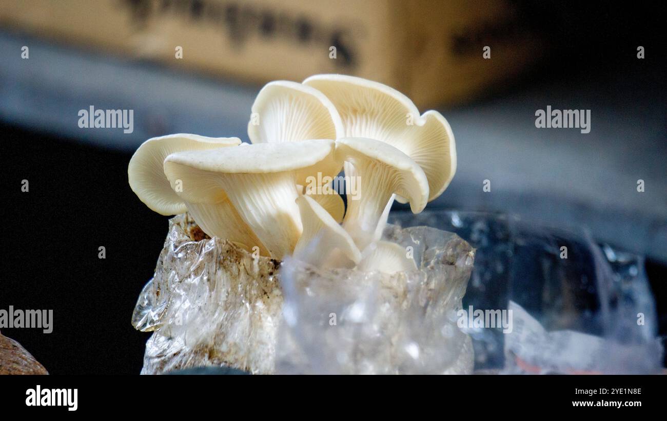 King Oyster Mushroom (Jamur tiram, Pleurotus ostreatus, oyster mushroom ...