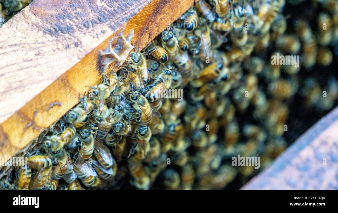 A group of honey bees in their hive. They work to collect nectar as ...
