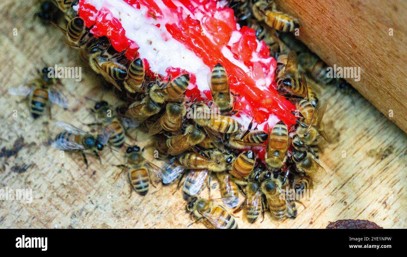A group of honey bees in their hive. They work to collect nectar as ...