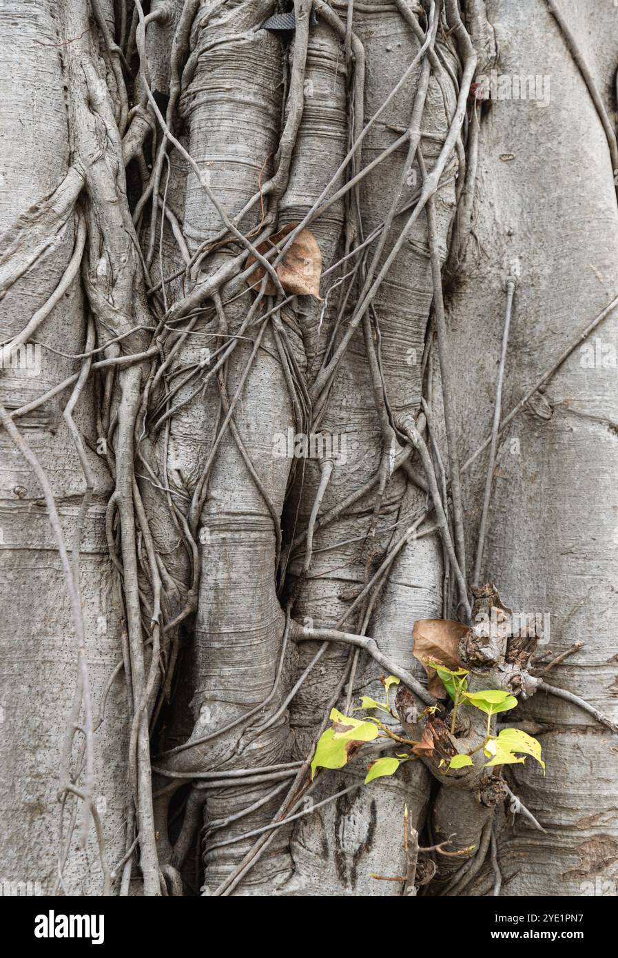 Many roots branched together is on around the tree trunk and The green ...