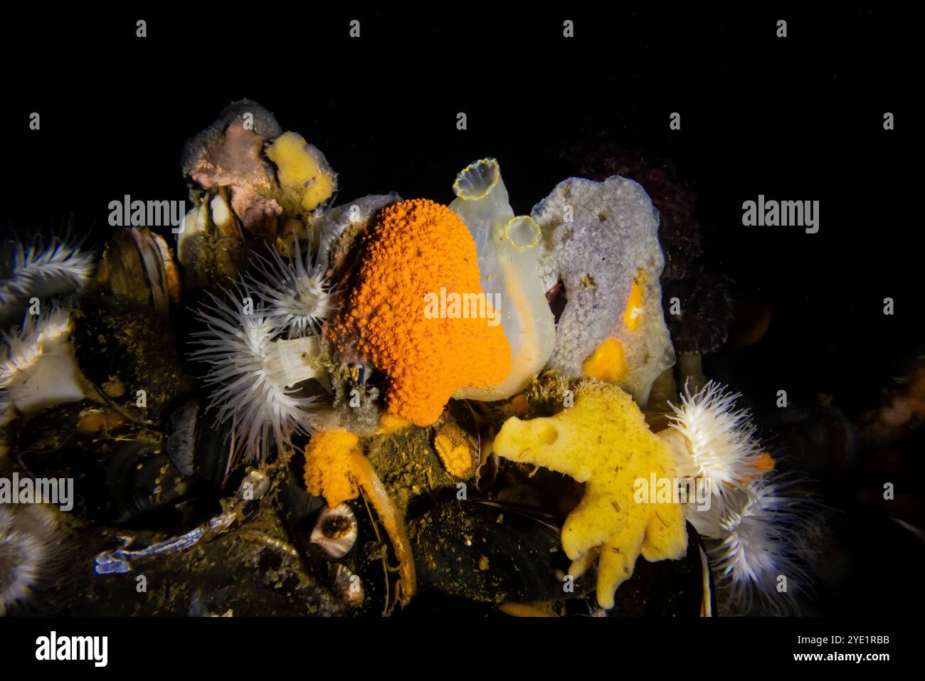 Transparent sea squirt hi-res stock photography and images - Alamy