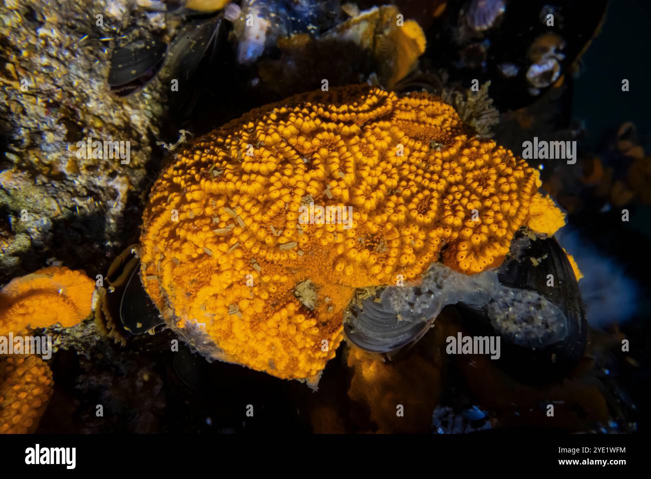 Chain Tunicate, Botrylloides violaceus, an invasive species in Port ...