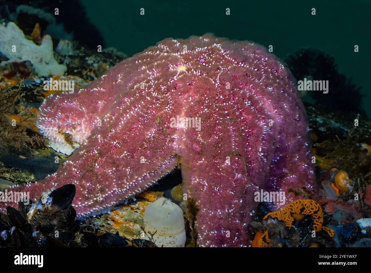 Robert paine starfish hi-res stock photography and images - Alamy
