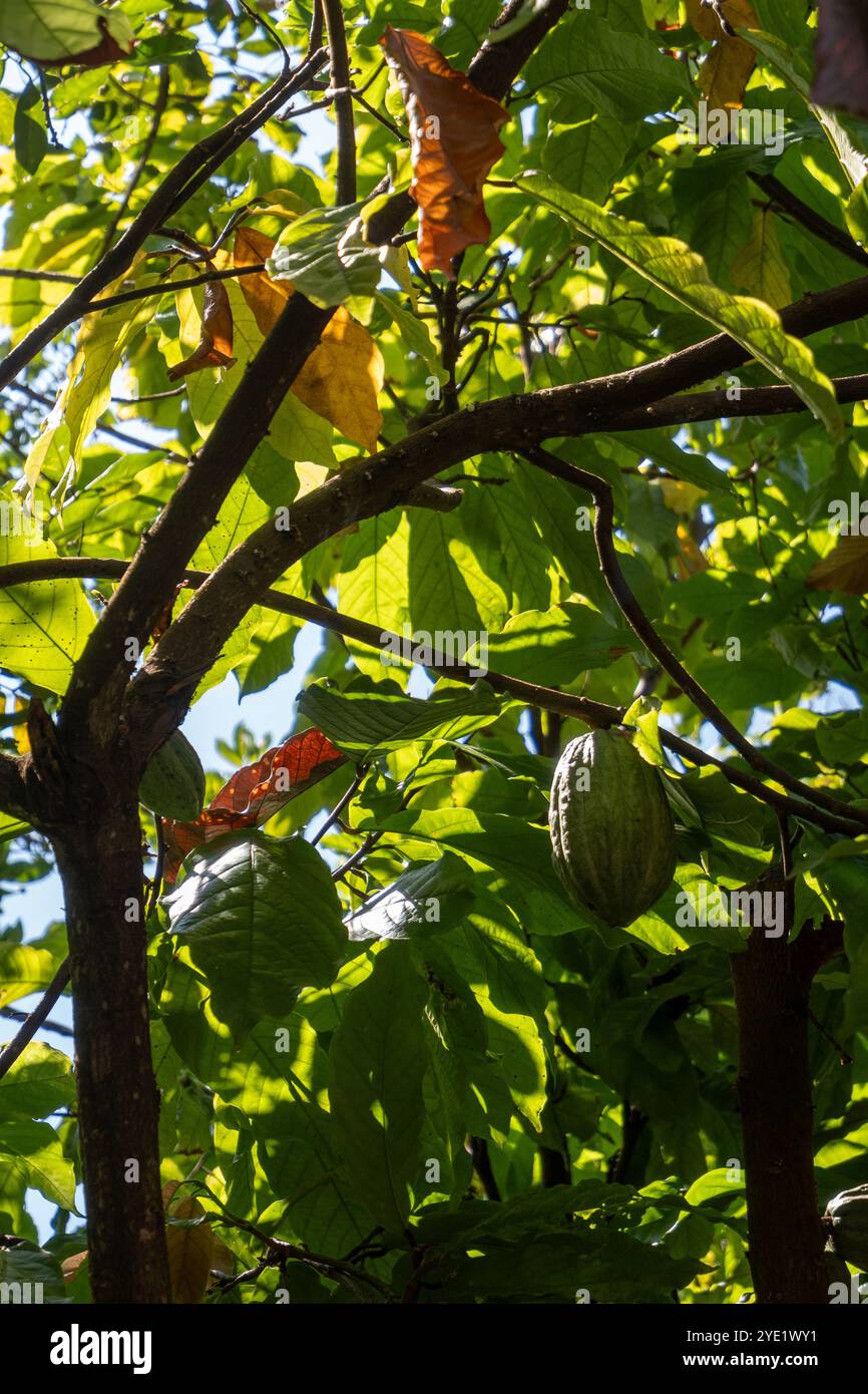 Cocoa Tree and Fruit. A commodity that is profitable for agriculture ...