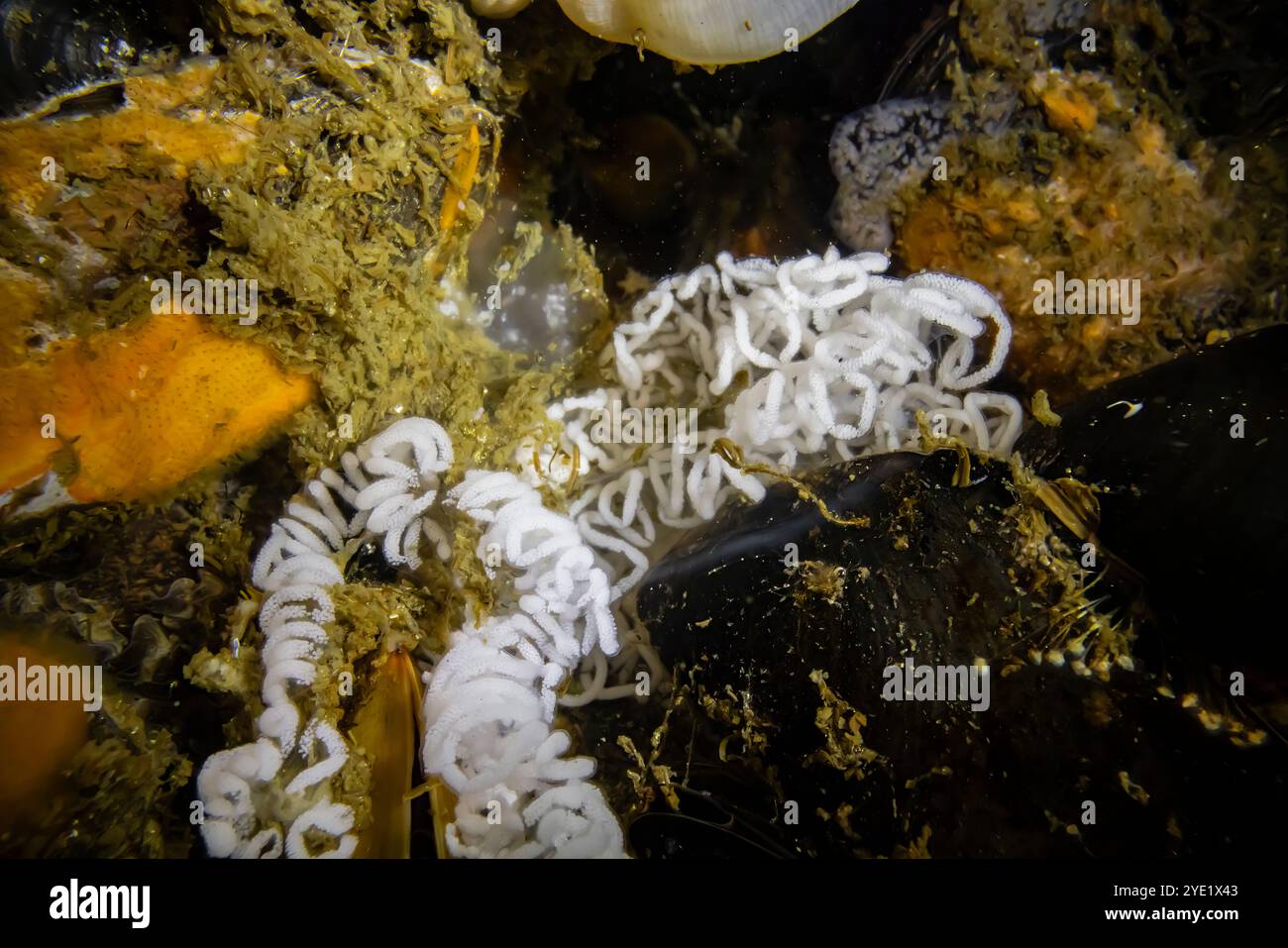 Thick-horned Nudibranch, Hermissenda crassicornis, egg mass on dock in ...