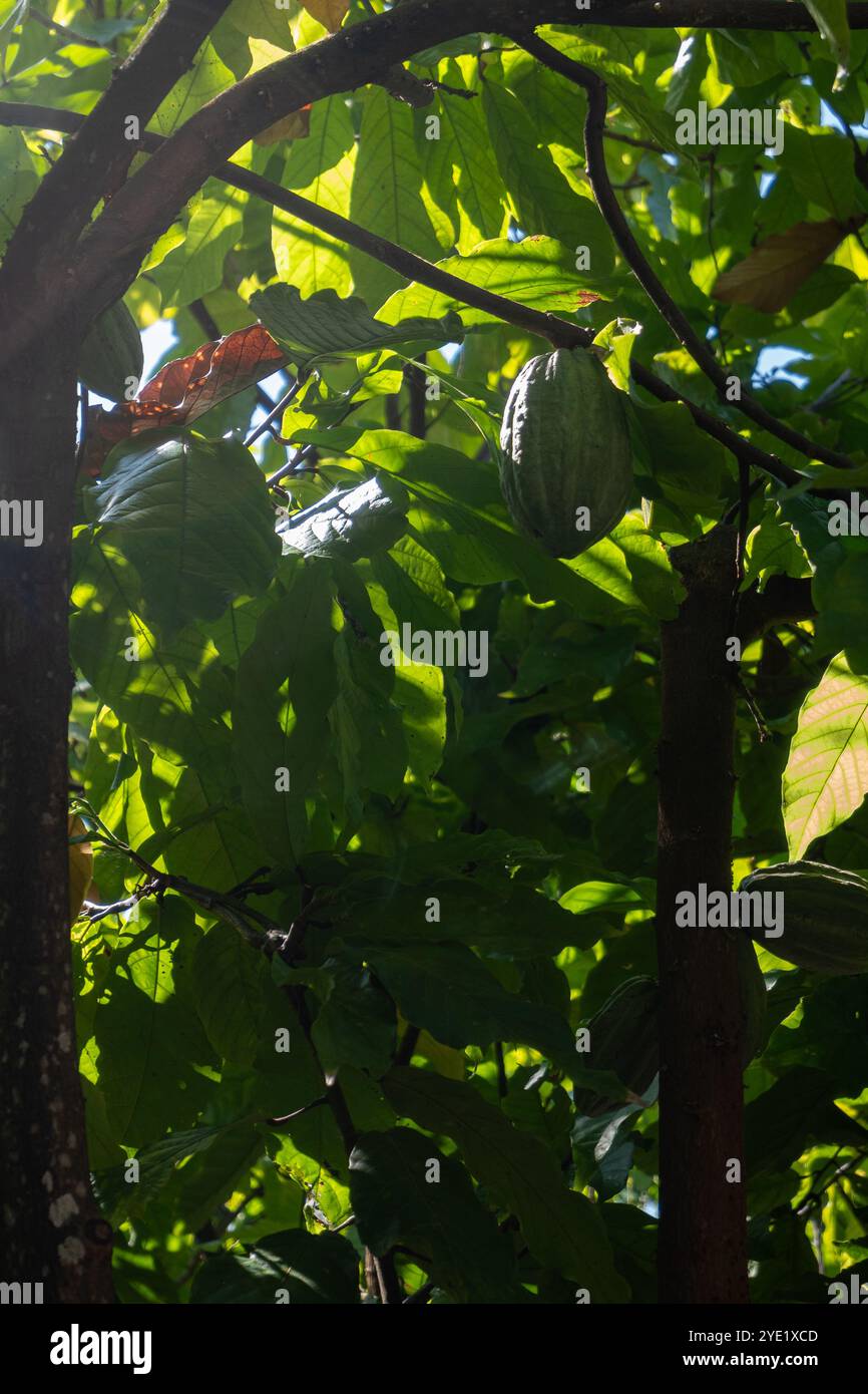 Cocoa Tree and Fruit. A commodity that is profitable for agriculture ...