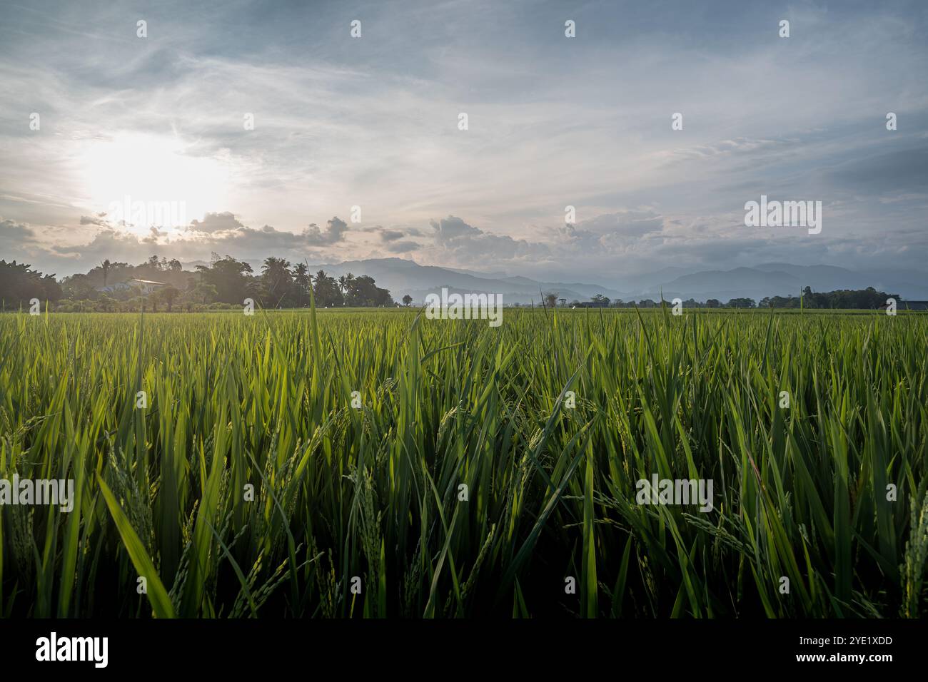 The location of rice fields in Luwu district, Walenrang, South Sulawesi ...