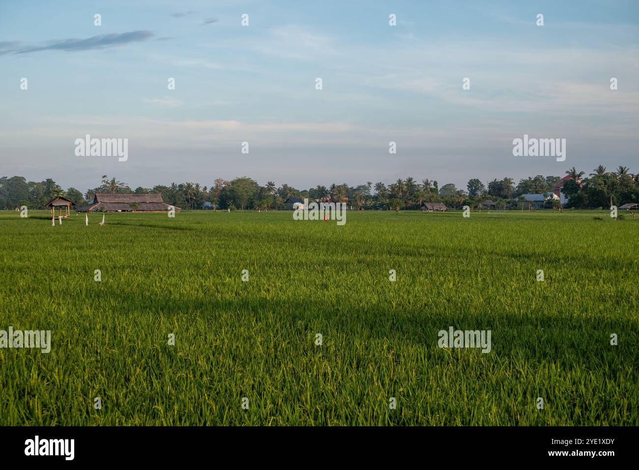 Rice fields that are growing well. workers are seen working in the rice ...