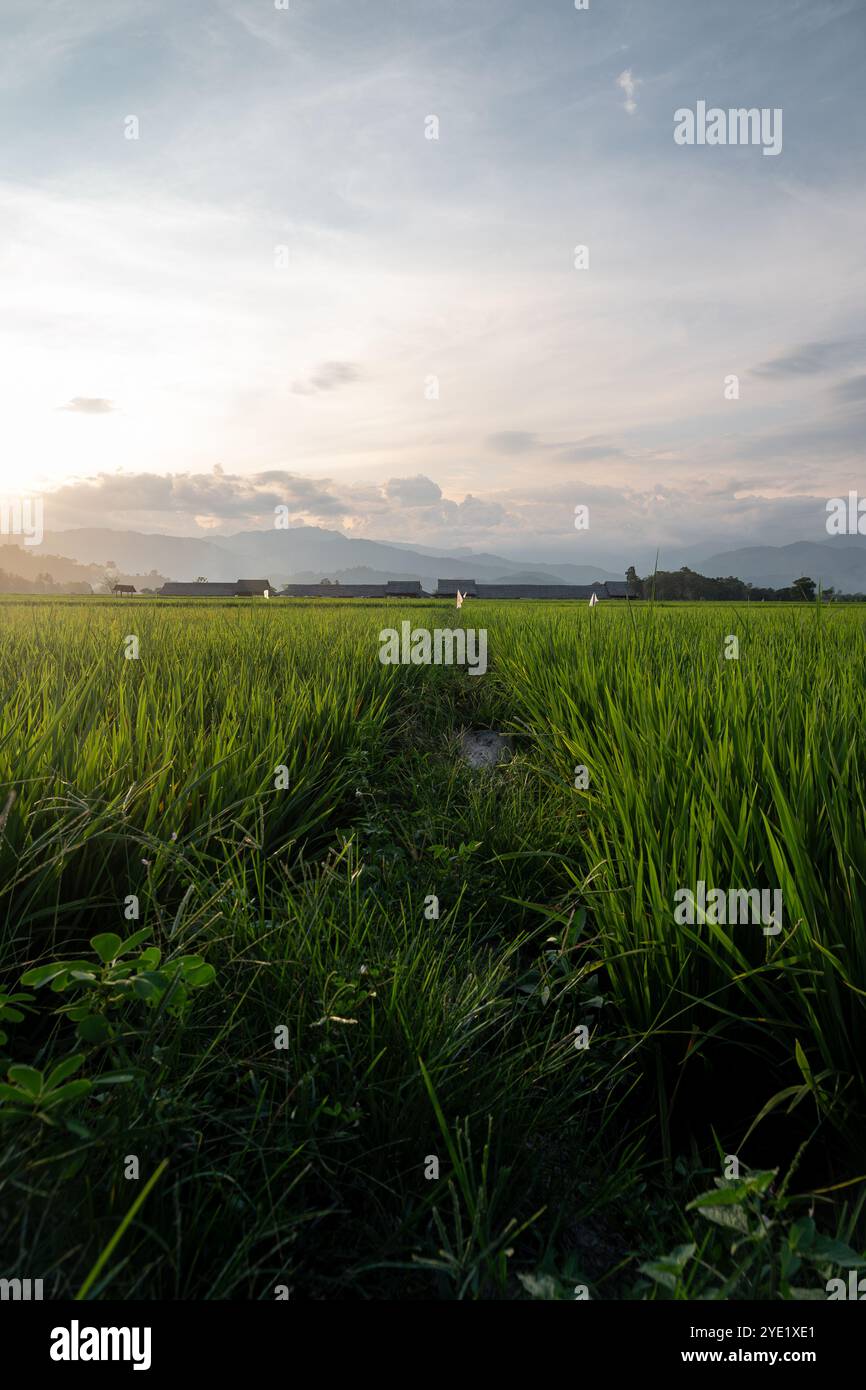 The rice fields are wide and beautiful because the view behind them is ...
