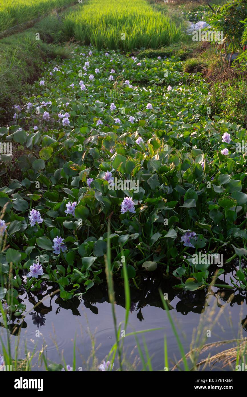 Pool with flower hi-res stock photography and images - Alamy