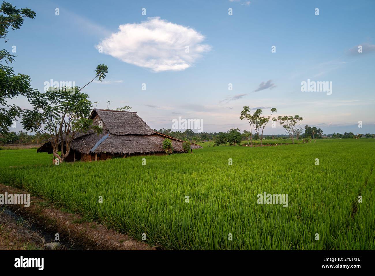 Plant fertilize house hi-res stock photography and images - Alamy