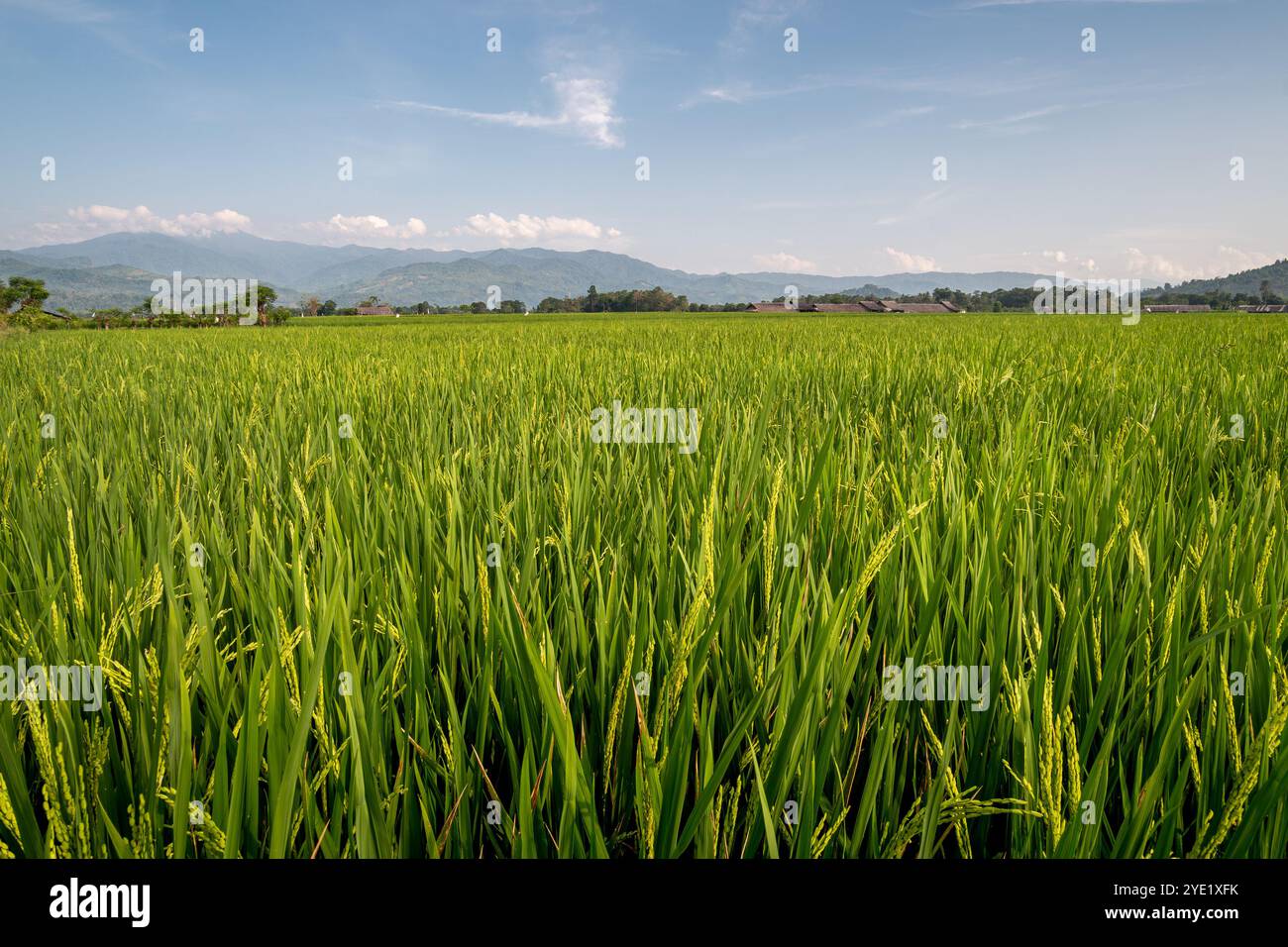 The rice fields are wide and beautiful because the view behind them is ...