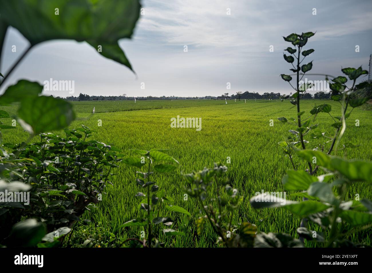 Vast and fertile expanse of rice fields with fresh morning air Stock ...