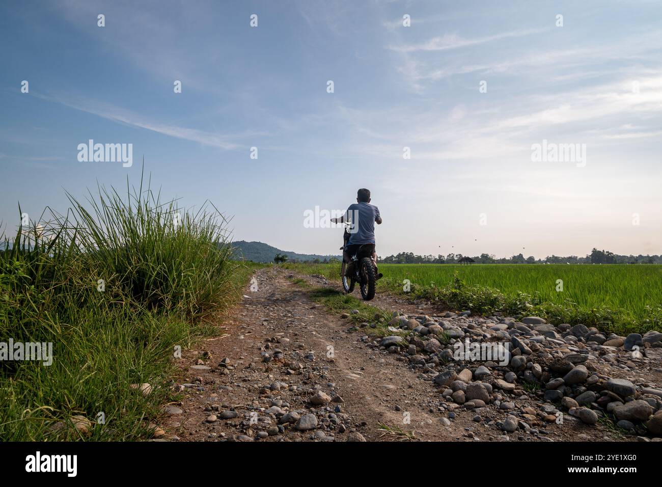 Low angle rear view of a farmer riding a motorbike in the rice fields ...