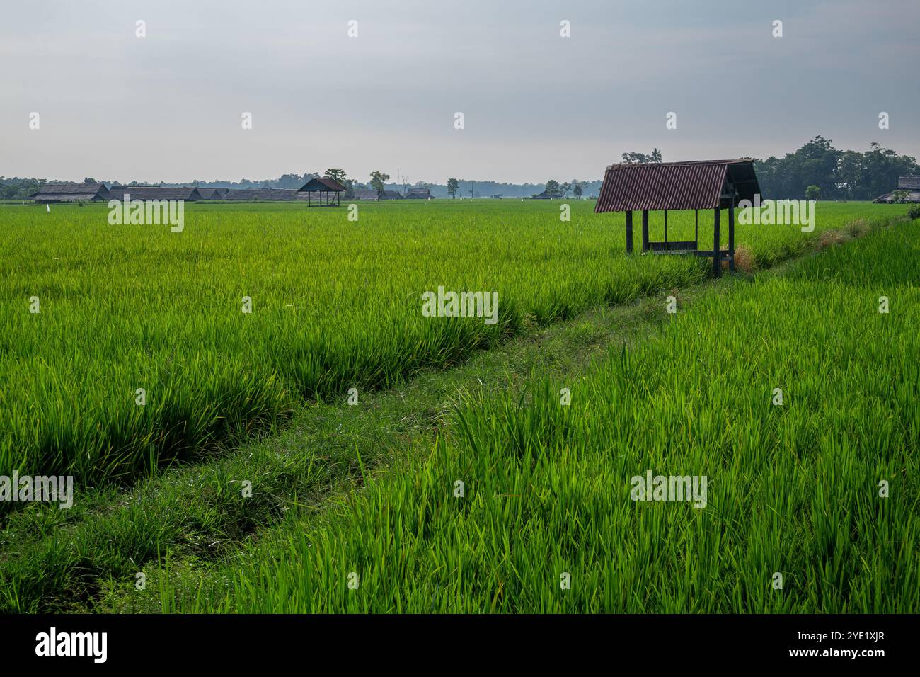 A hut in the middle of the rice fields. usually used by farmers to rest ...