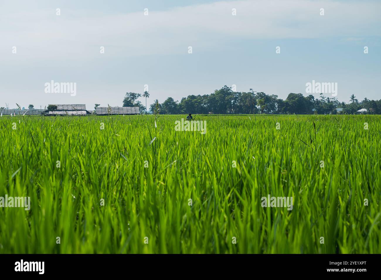 A farmer working in the rice field. The rice in the rice field looks ...
