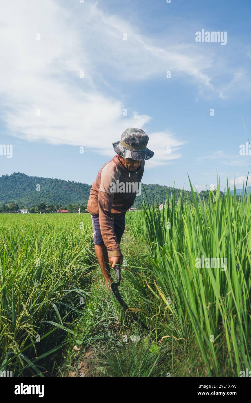 A farmer is cutting down wild grass in his rice field using a sickle ...