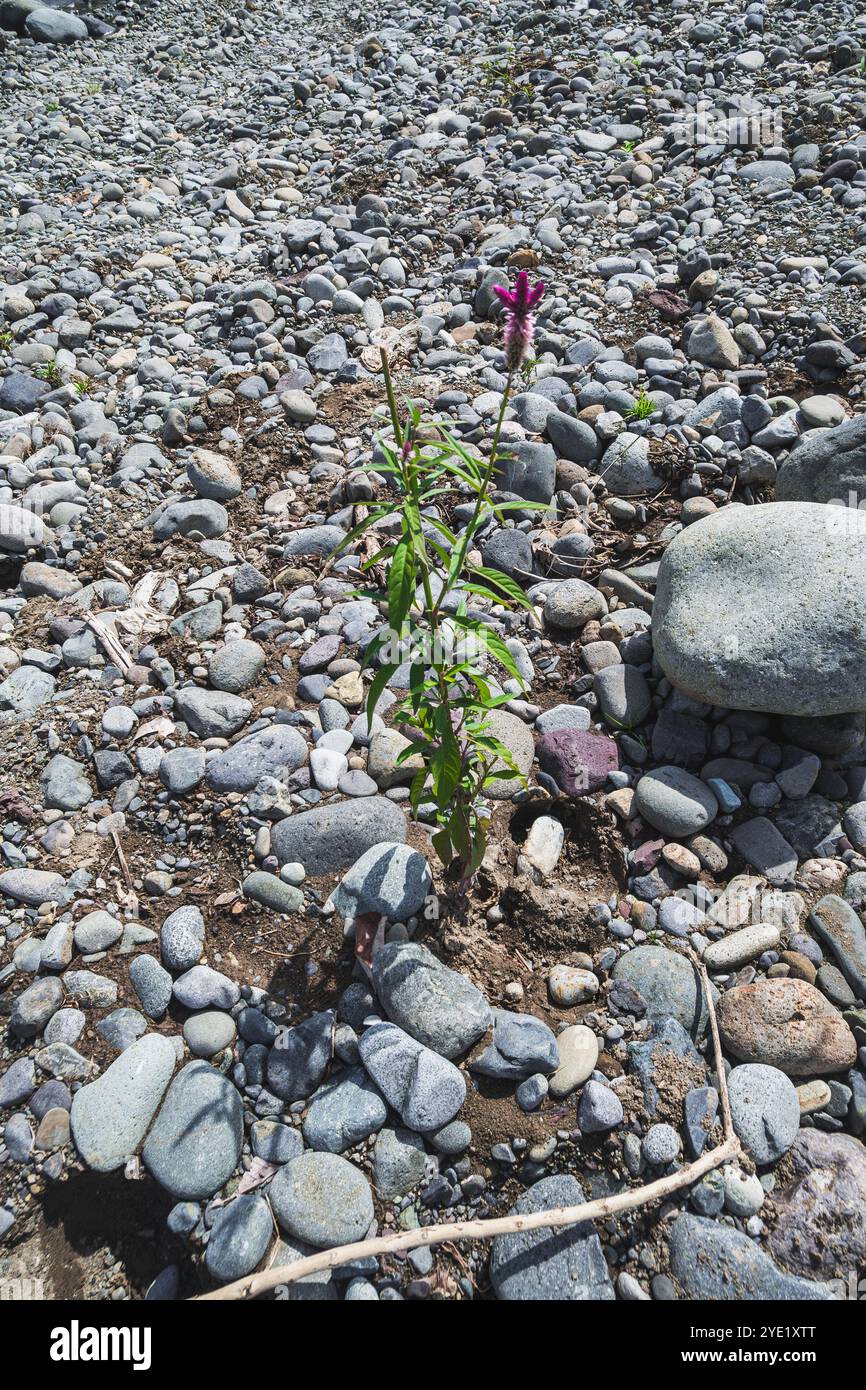 Random planta hi-res stock photography and images - Alamy