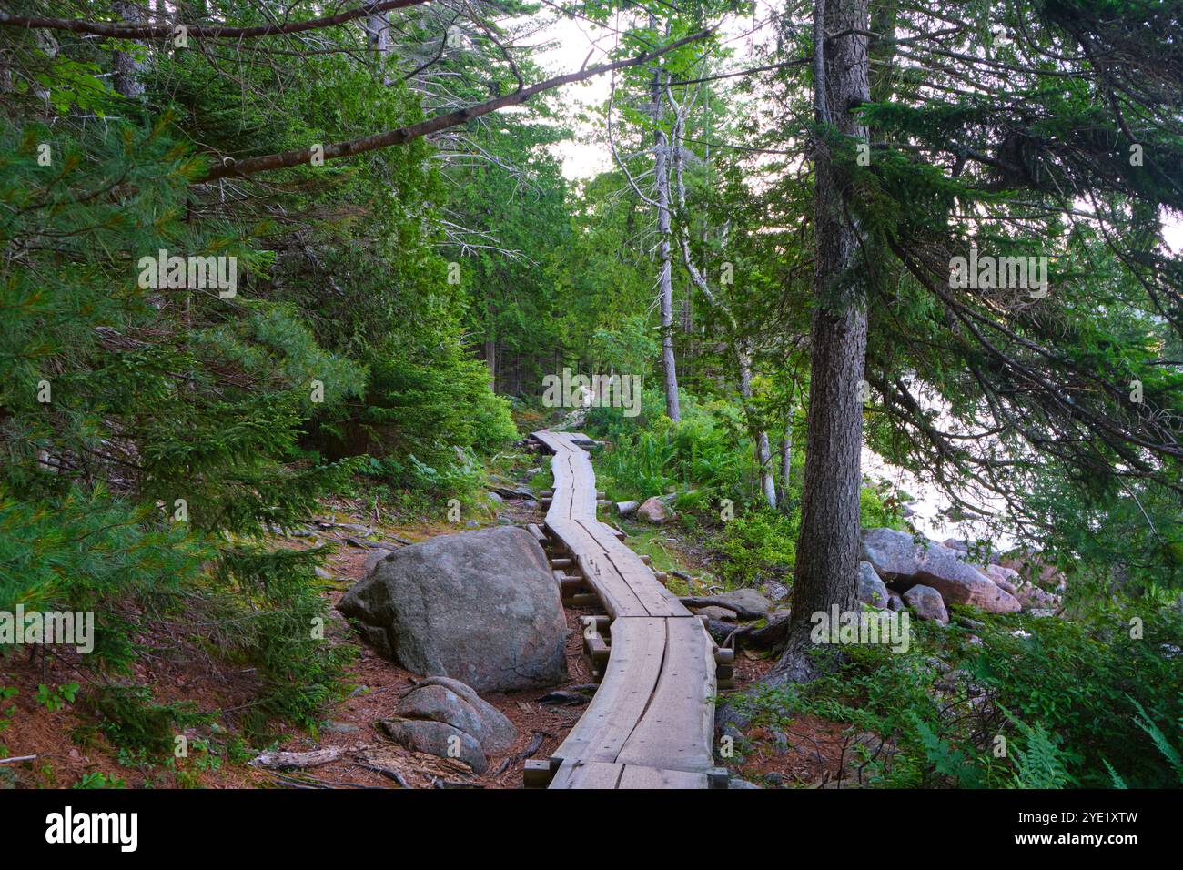 Part of the trail, path at Jordan Pond. Split log bridges to protect ...
