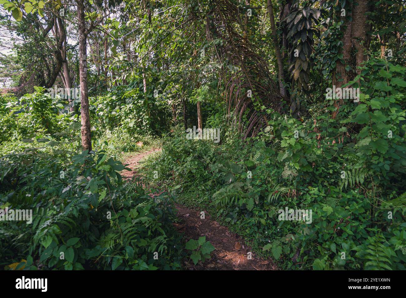 Path in the Indonesian tropical forest. Sunlight can be seen ...