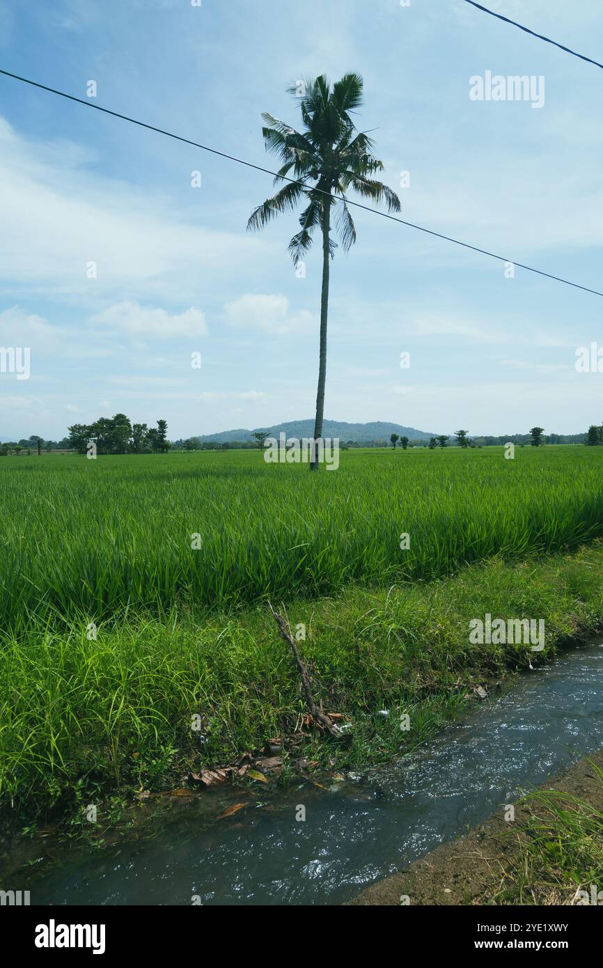 A coconut tree growing in the middle of a rice field Stock Photo - Alamy