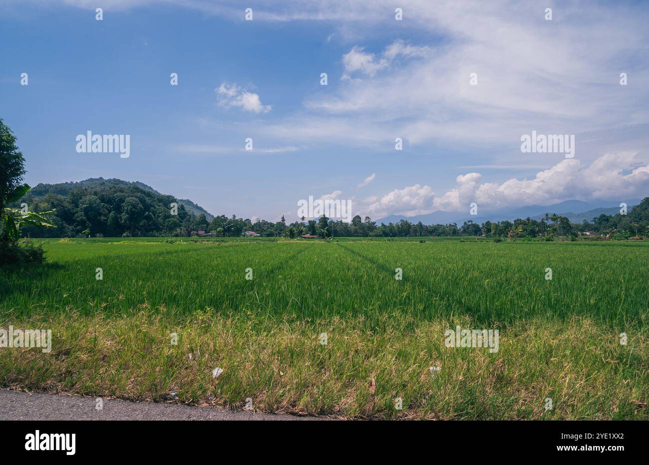 Green and fertile rice fields on the side of the road Stock Photo - Alamy