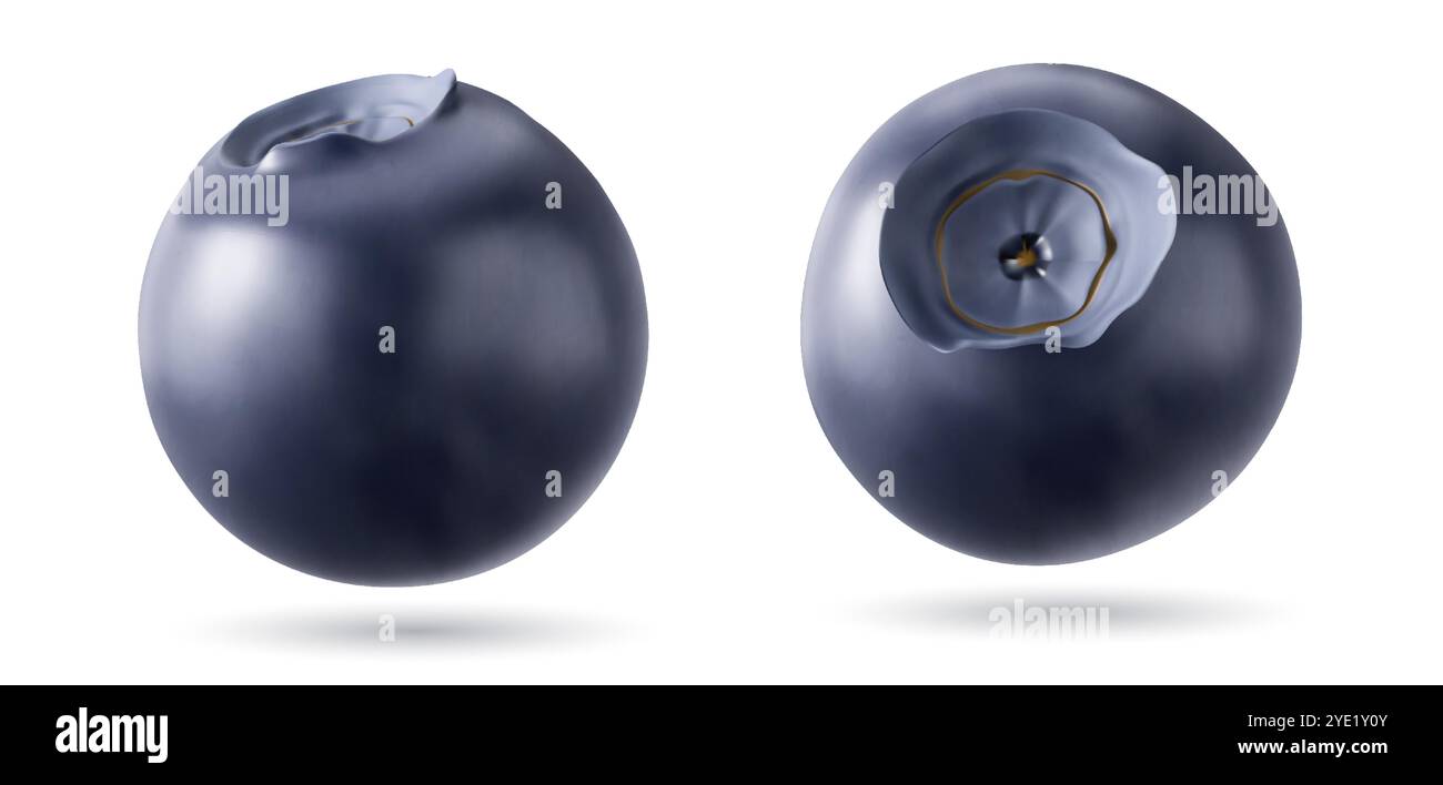 3d realistic blueberry isolated vector fruit set. Bilberry on white ...