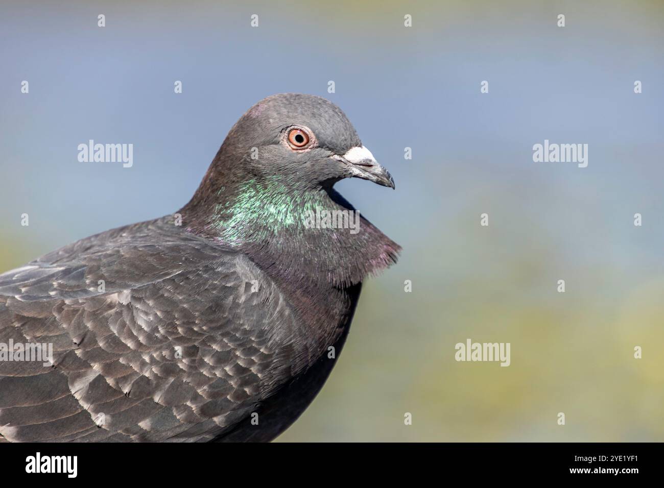 Rock dove plumage hi-res stock photography and images - Alamy