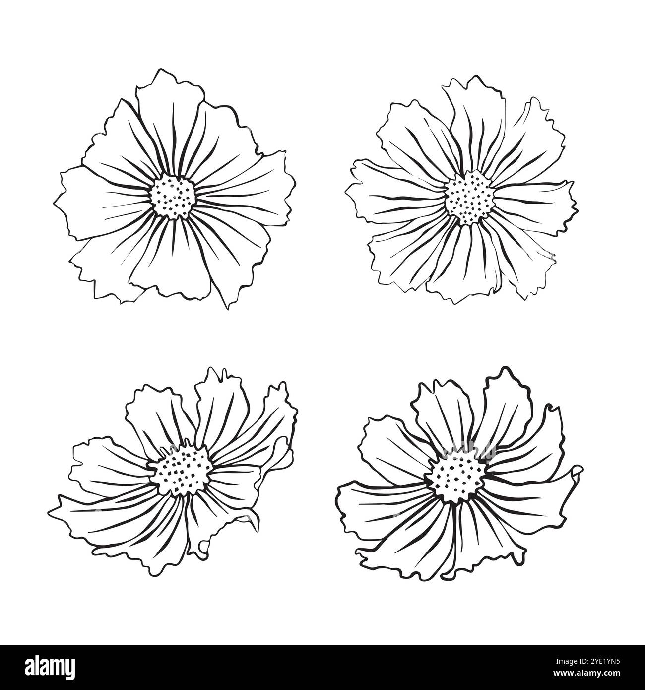 Set of vector illustration of cosmos flowers. Cosmos flower for your ...
