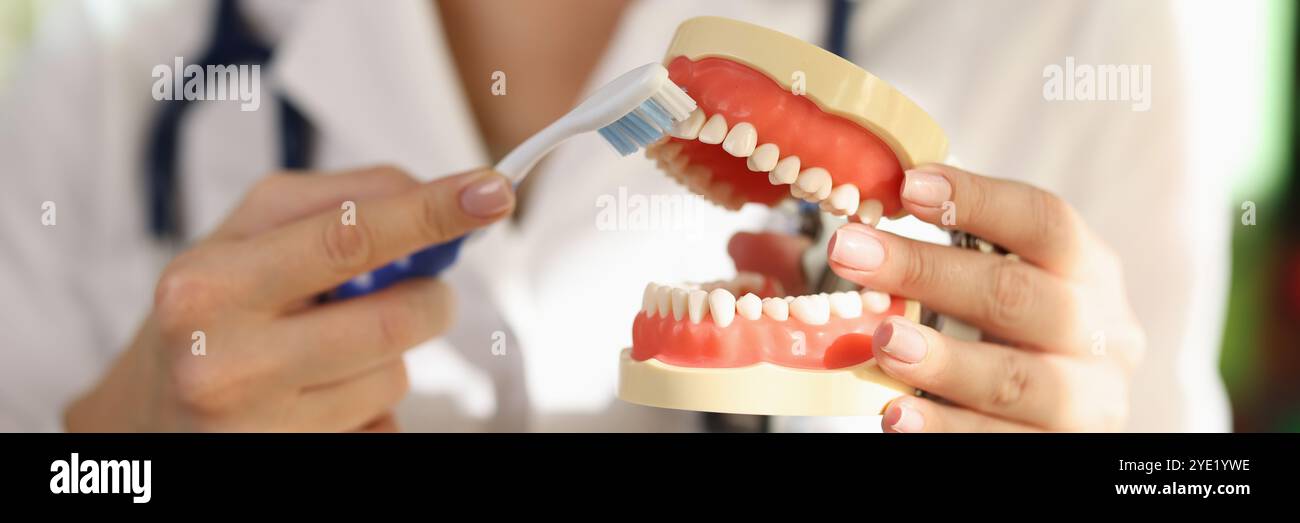 Doctor holds jaw in hand showing process of brushing teeth Stock Photo ...