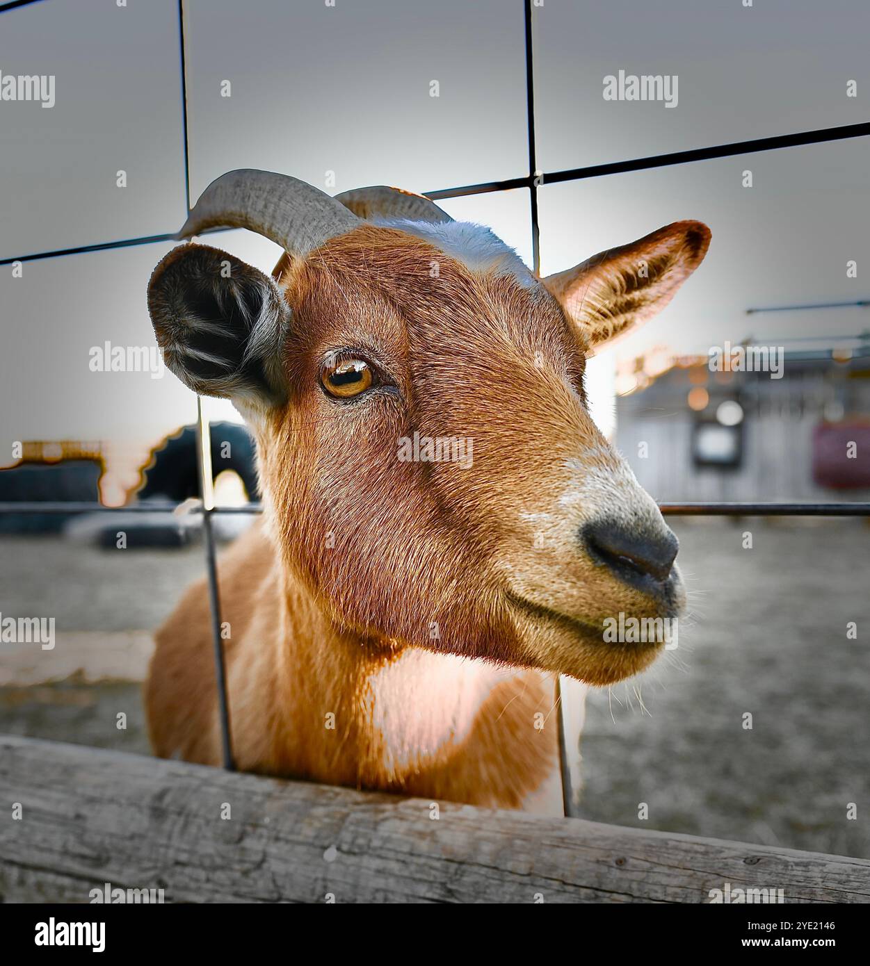 Zoo goat hi-res stock photography and images - Alamy