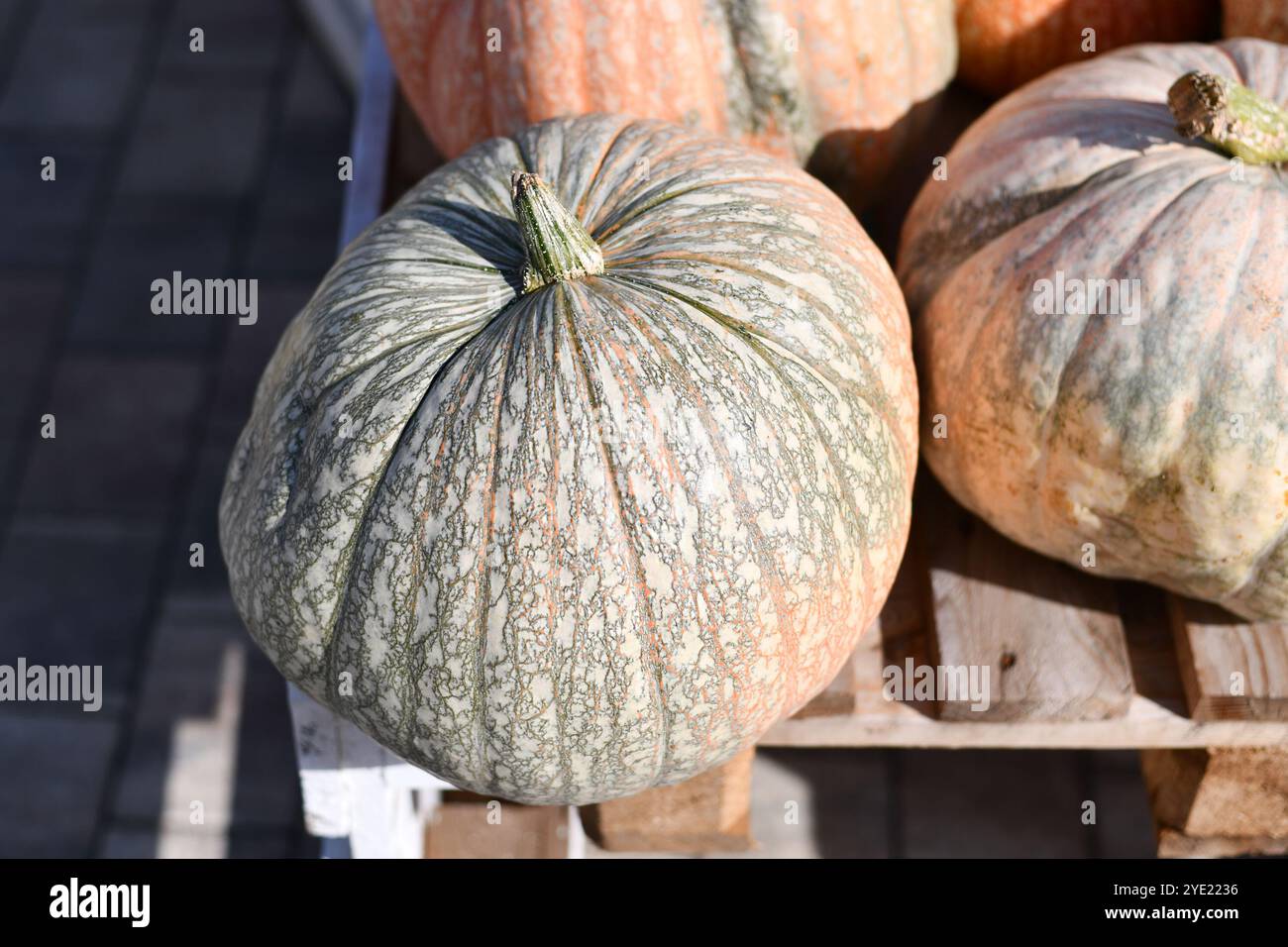 One large ornamental pumpkins hi-res stock photography and images - Alamy