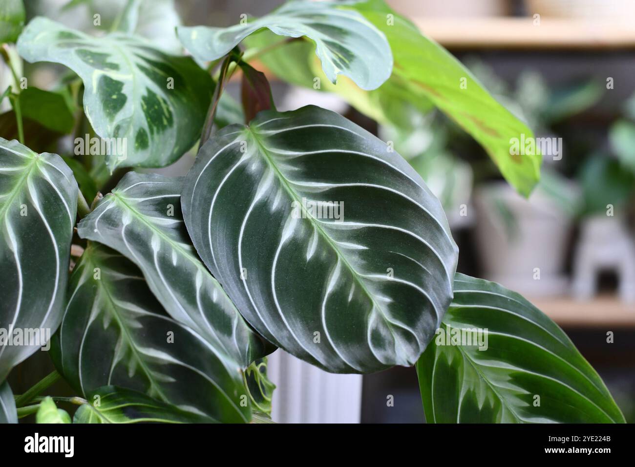 Young lilac Brindle French Bulldog dog puppy with long helathy nose in ...