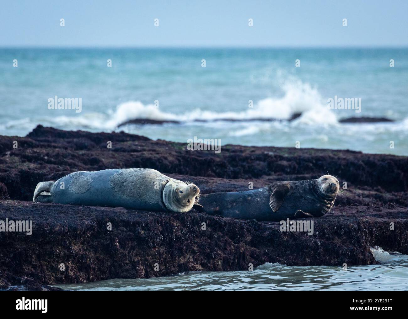 Seals chilling on the rocks near Beachy Head lighthouse on the east ...